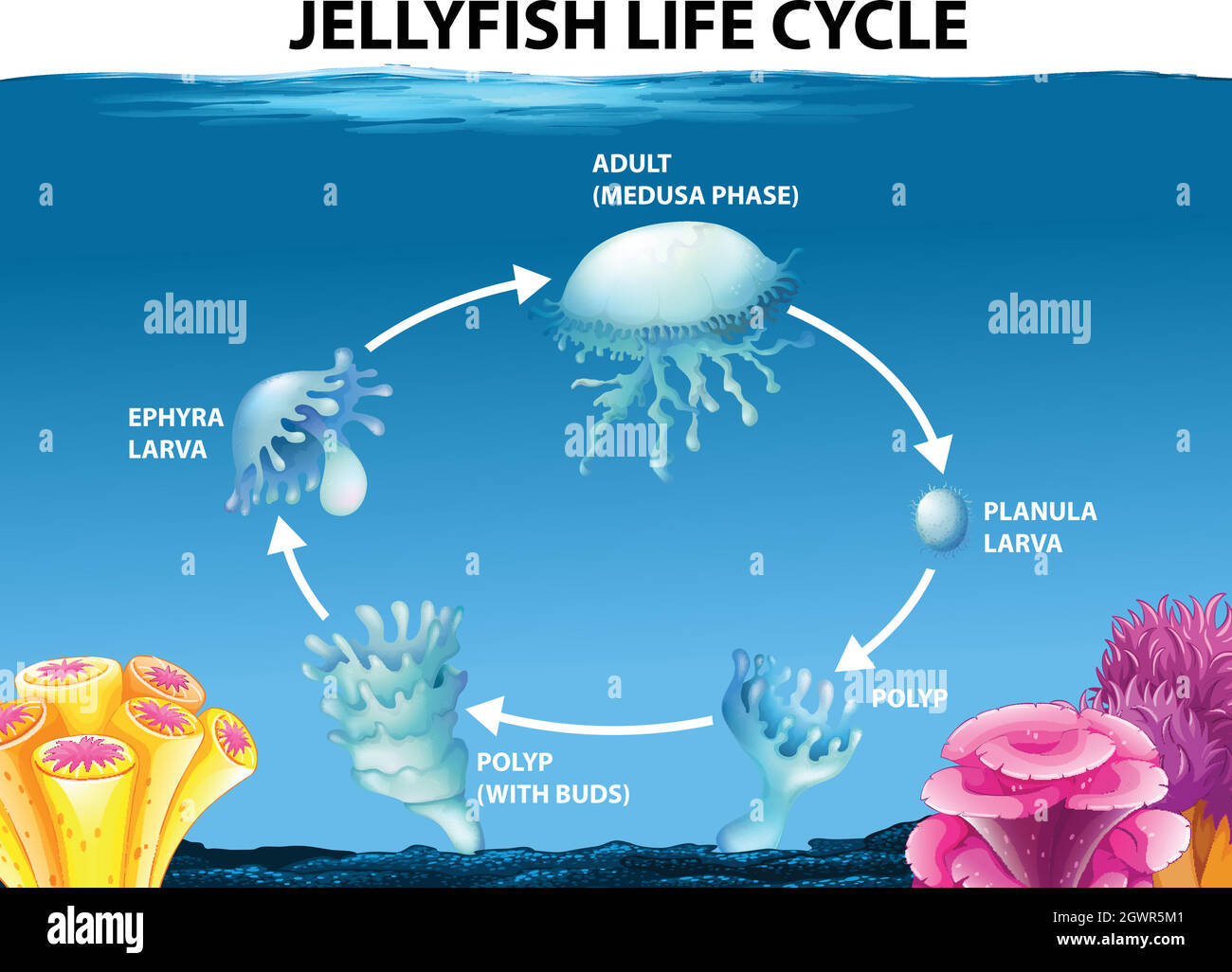 Jellyfish life cycle immagini e fotografie stock ad alta risoluzione ...