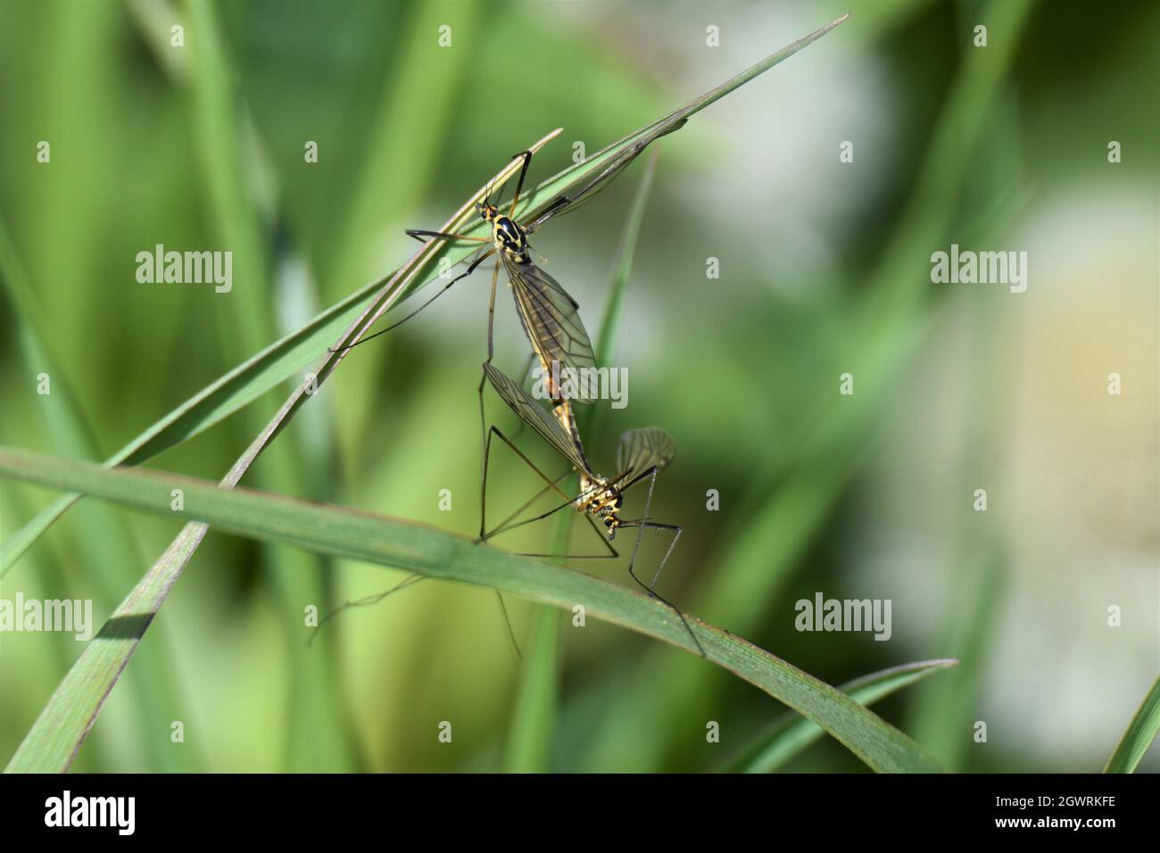 Comportamento sociale degli insetti immagini e fotografie stock ad alta ...