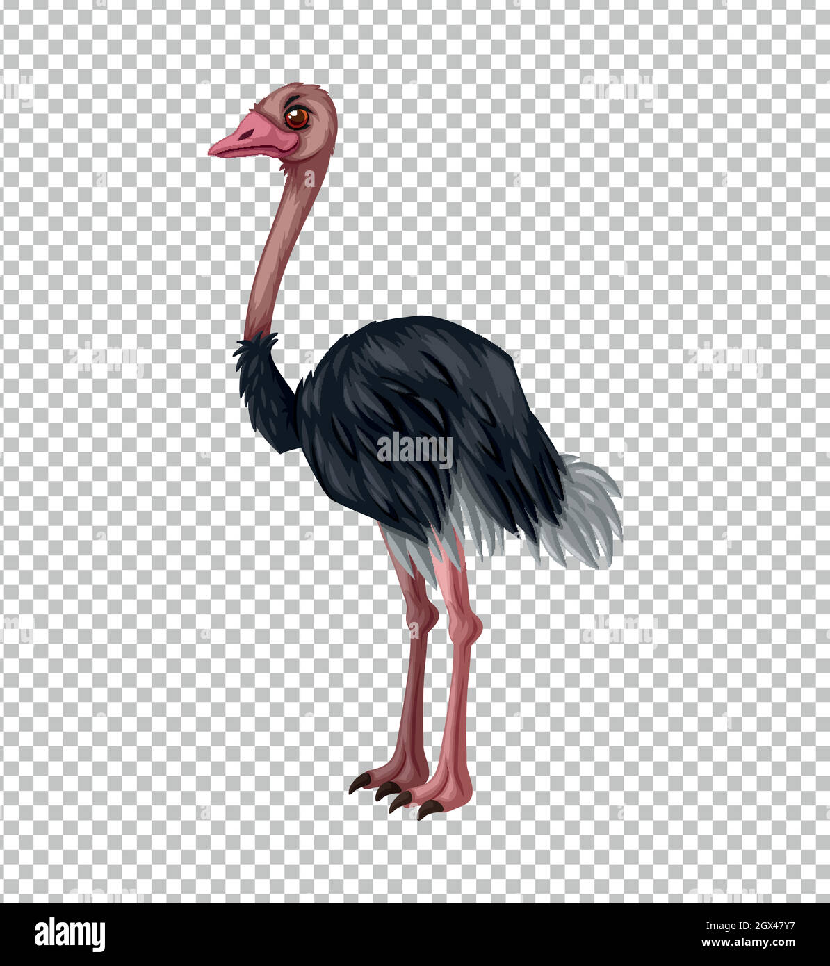 Disegno di struzzo Immagini Vettoriali Stock - Alamy