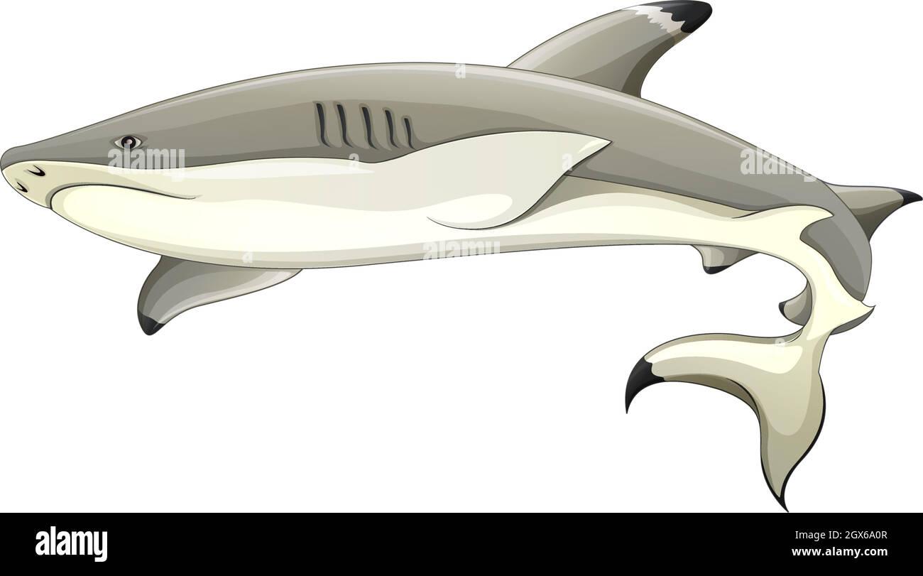 Squalo pinna nera isolato immagini e fotografie stock ad alta ...