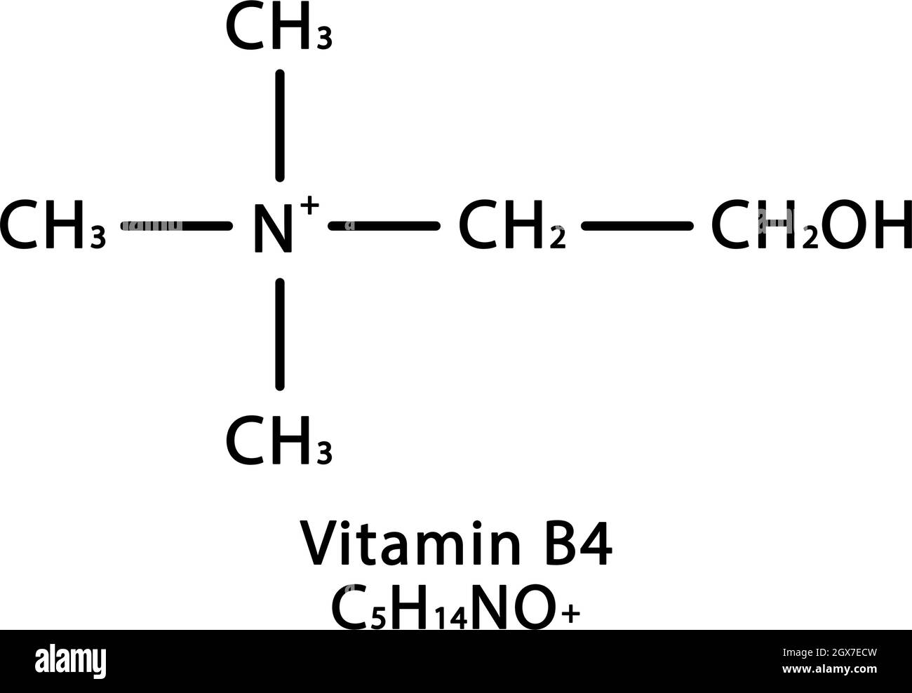 Metabolismo dell'acetilcolina Immagini Vettoriali Stock - Alamy