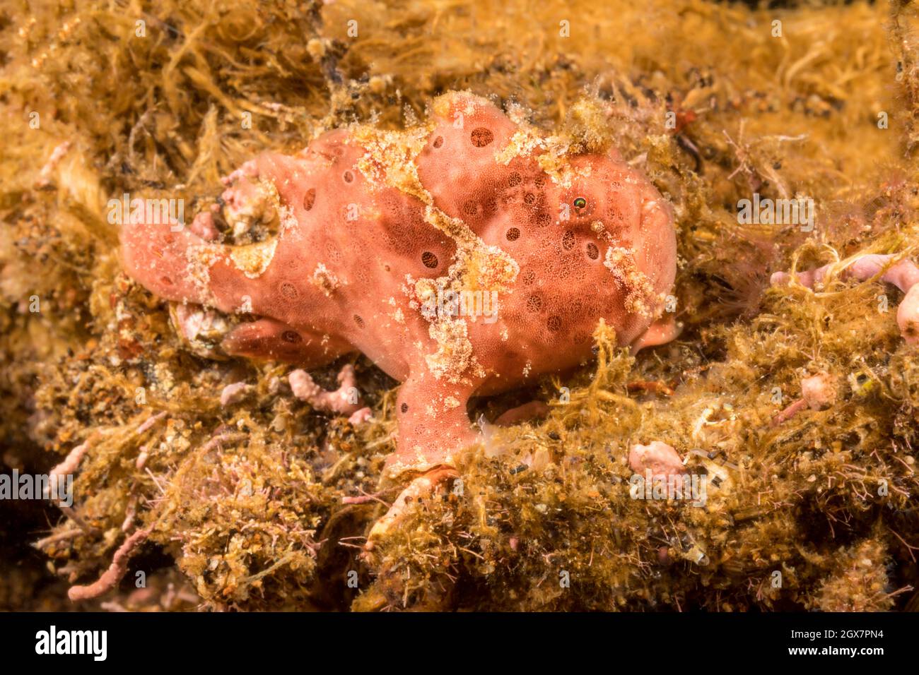 Pictus di antennarius dipinto di pesci rana immagini e fotografie stock ...