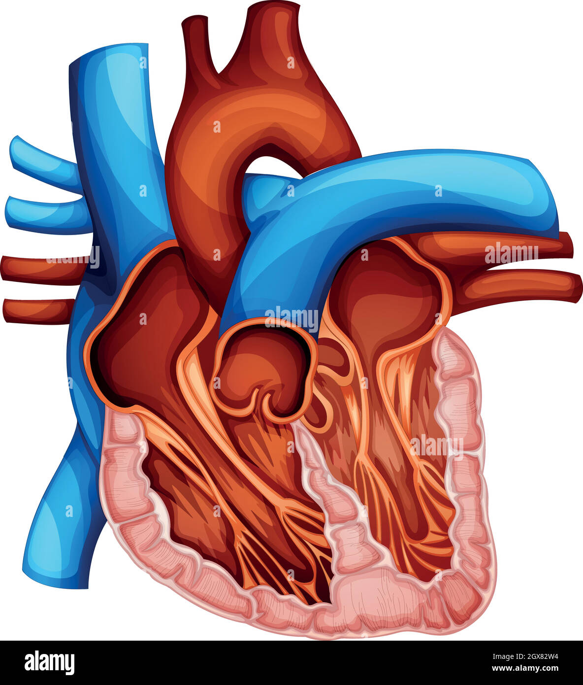 Umano sistema cardiaco anatomia Immagini Vettoriali Stock - Alamy