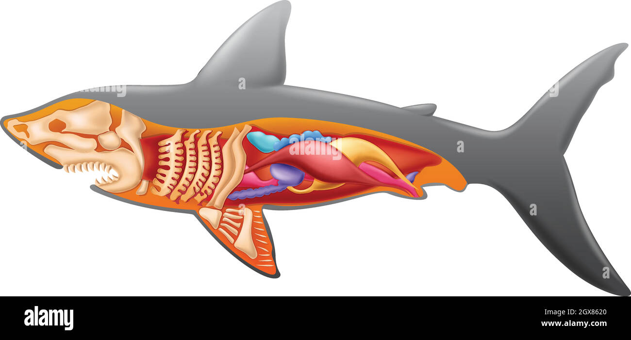 Diagramma Dello Scheletro Dello Squalo Immagini Vettoriali Stock Di