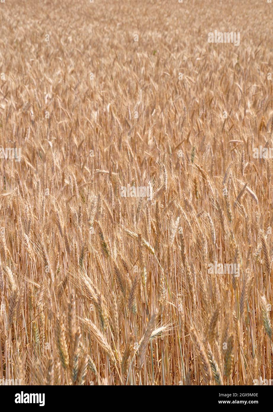 Segale spica immagini e fotografie stock ad alta risoluzione - Alamy