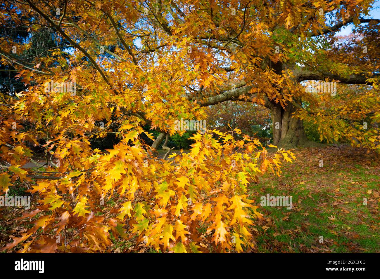 Richard gray immagini e fotografie stock ad alta risoluzione - Alamy