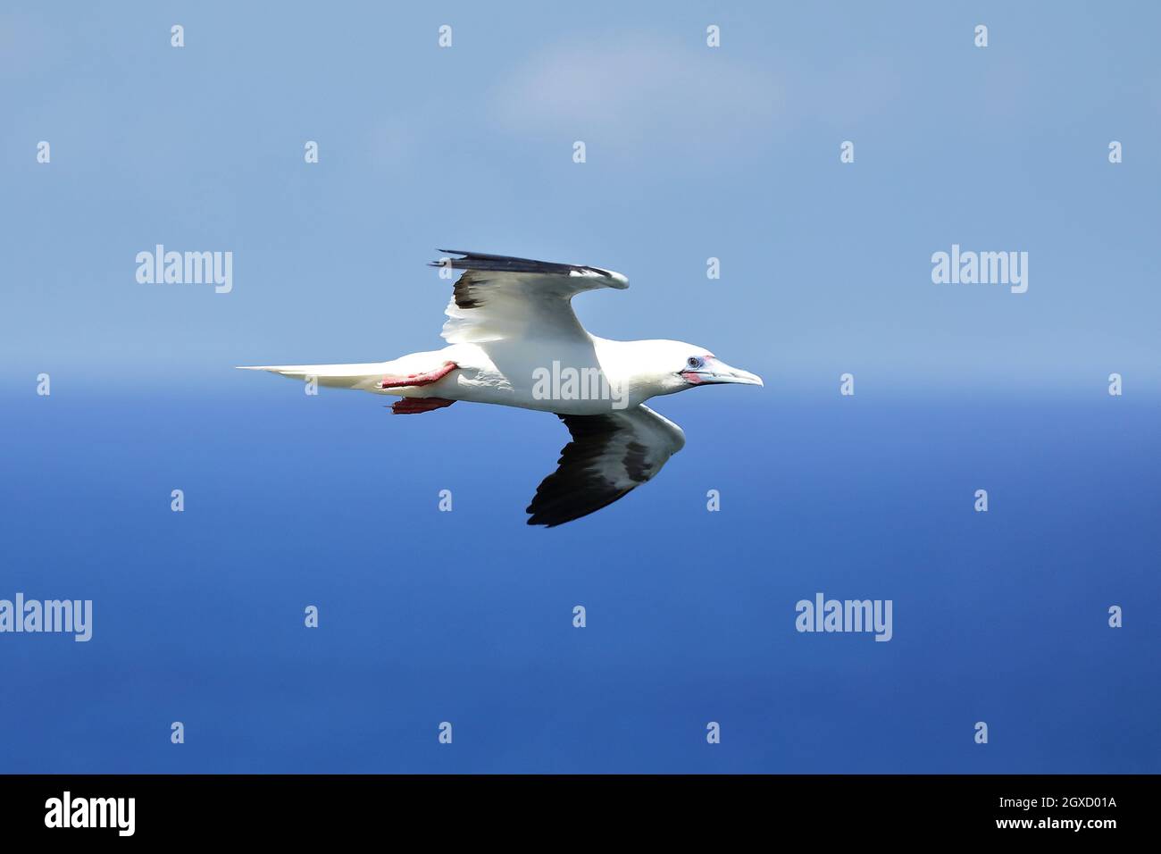 Sula dai piedi rossi immagini e fotografie stock ad alta risoluzione ...