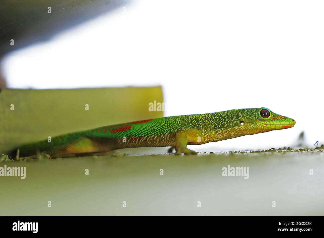 Day gecko immagini e fotografie stock ad alta risoluzione - Alamy