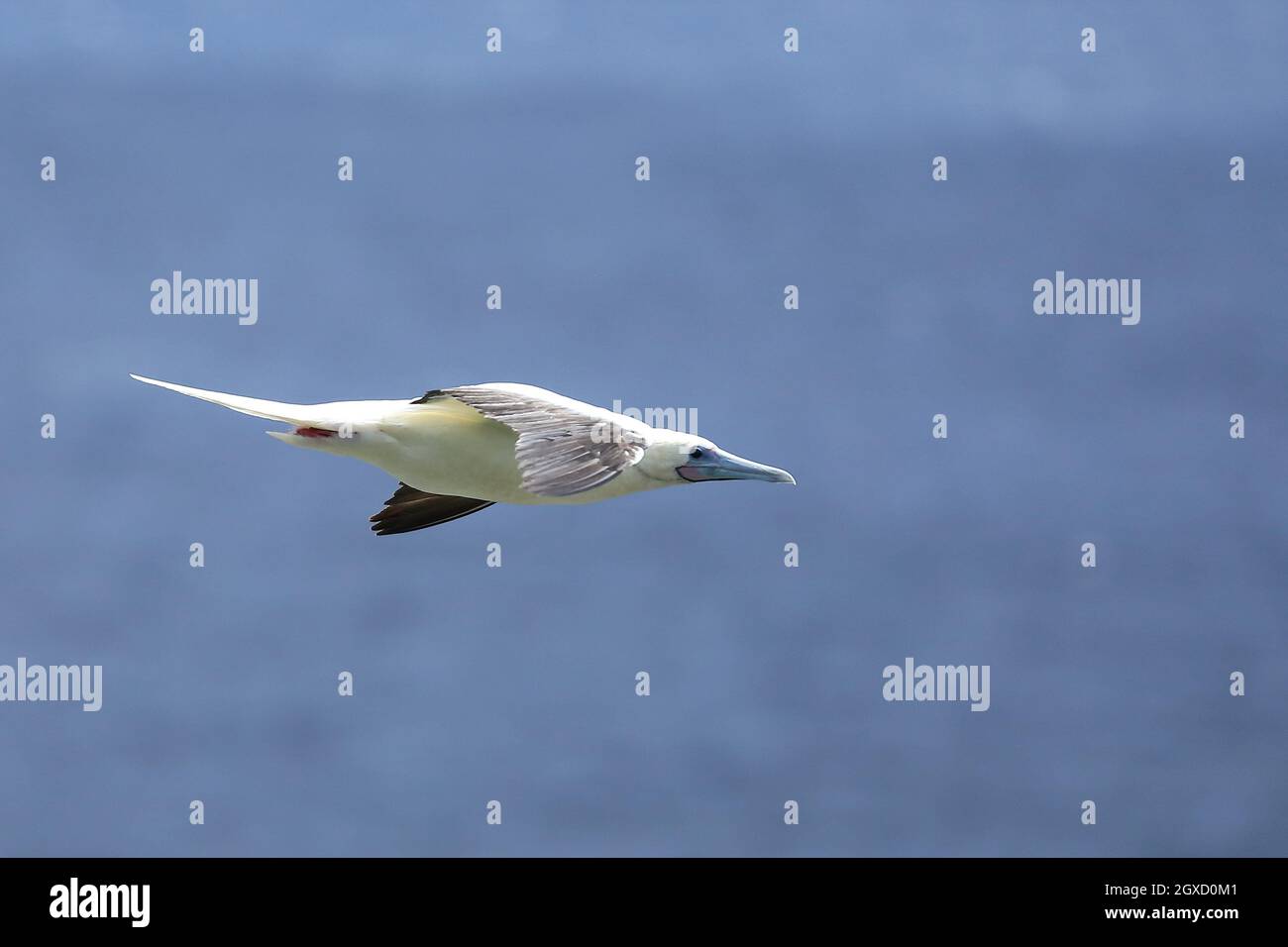 Sula dai piedi rossi immagini e fotografie stock ad alta risoluzione ...