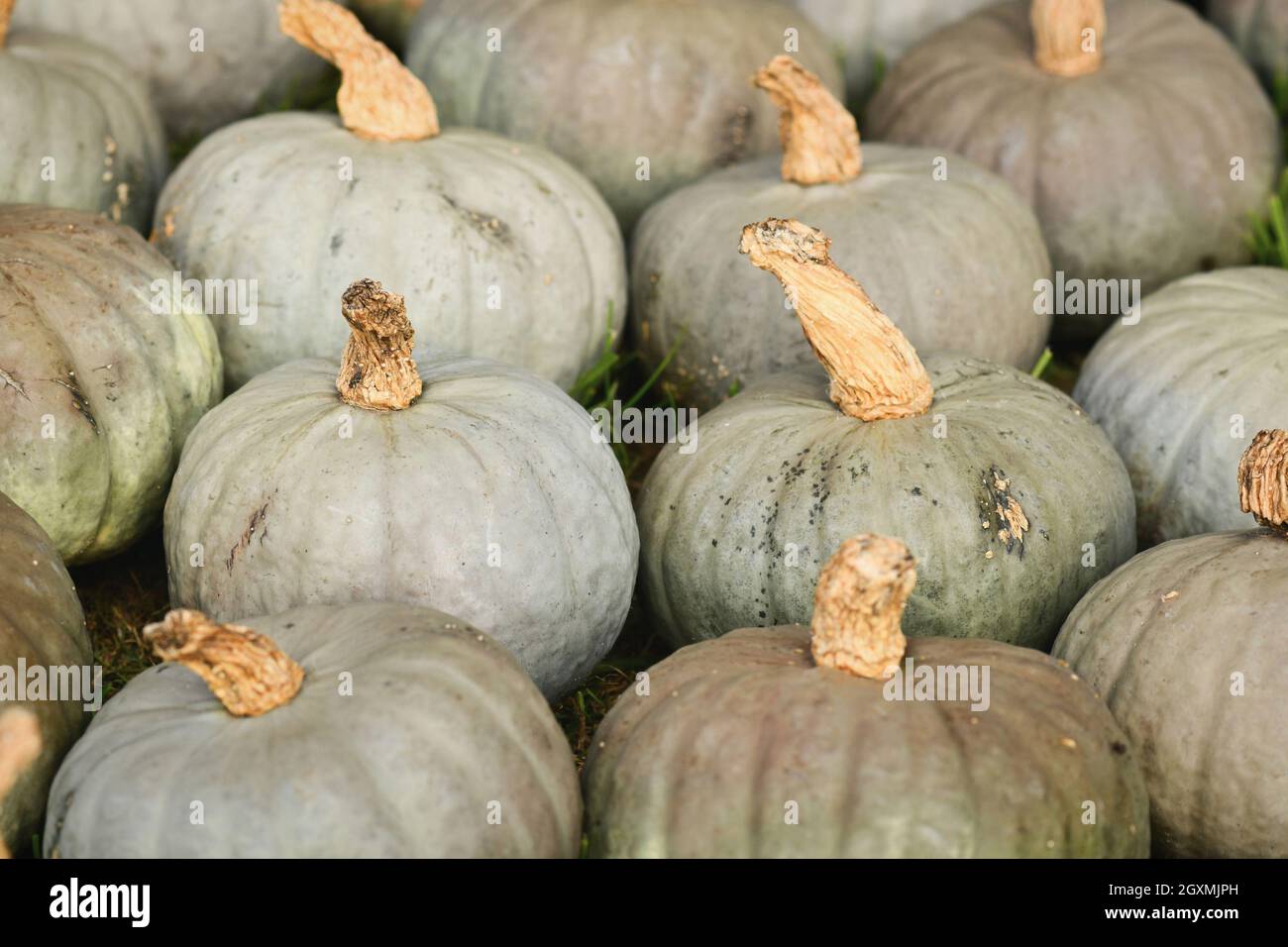 Pallido bluastro immagini e fotografie stock ad alta risoluzione - Alamy