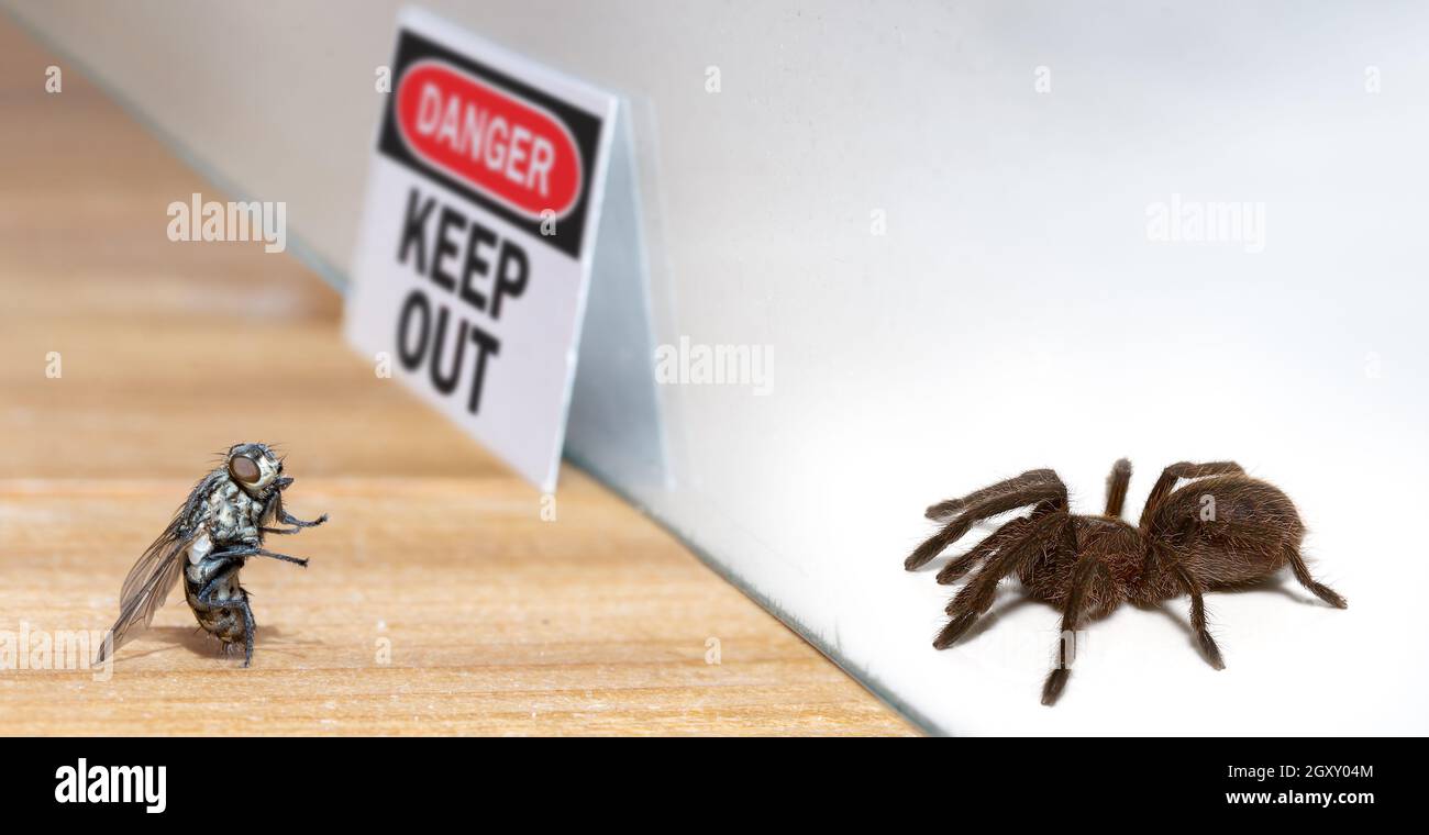 Terrarium species immagini e fotografie stock ad alta risoluzione - Alamy