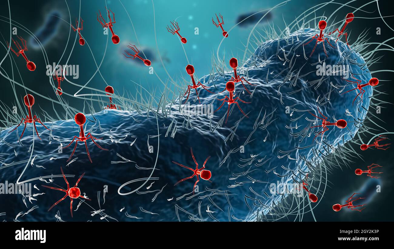 Batteriofagi escherichia coli immagini e fotografie stock ad alta risoluzione - Alamy