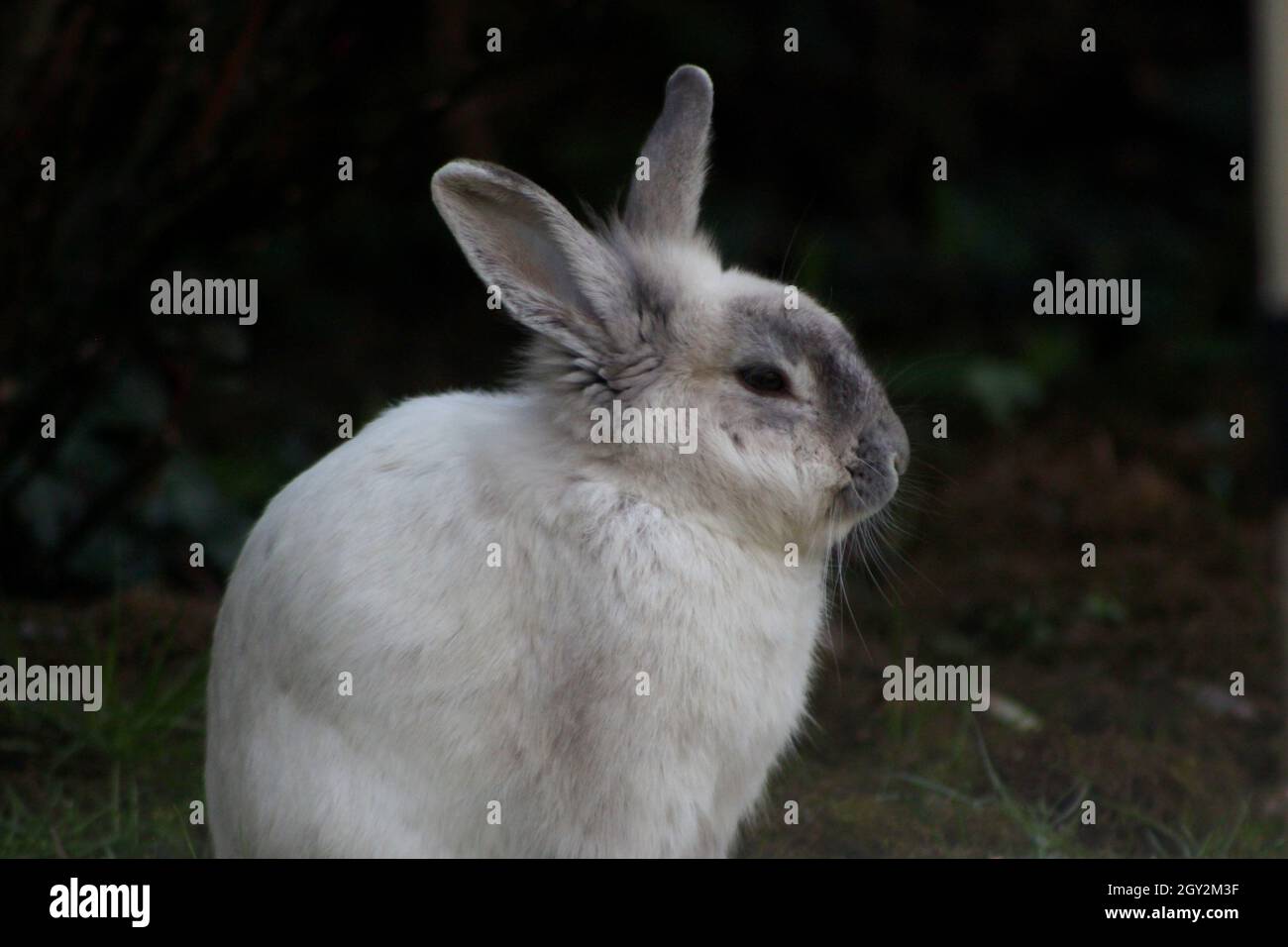 Lion head rabbit immagini e fotografie stock ad alta risoluzione - Alamy