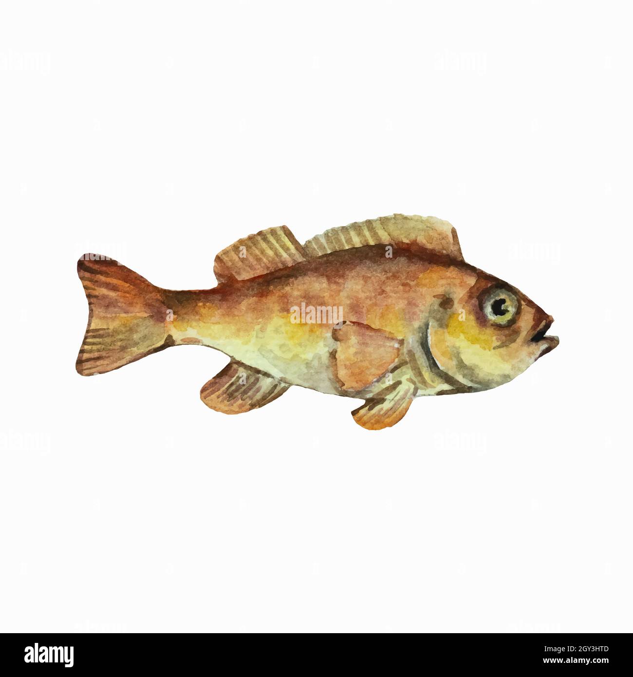 Pesce cernia isolato su sfondo bianco. Clip art per design, menu e ...