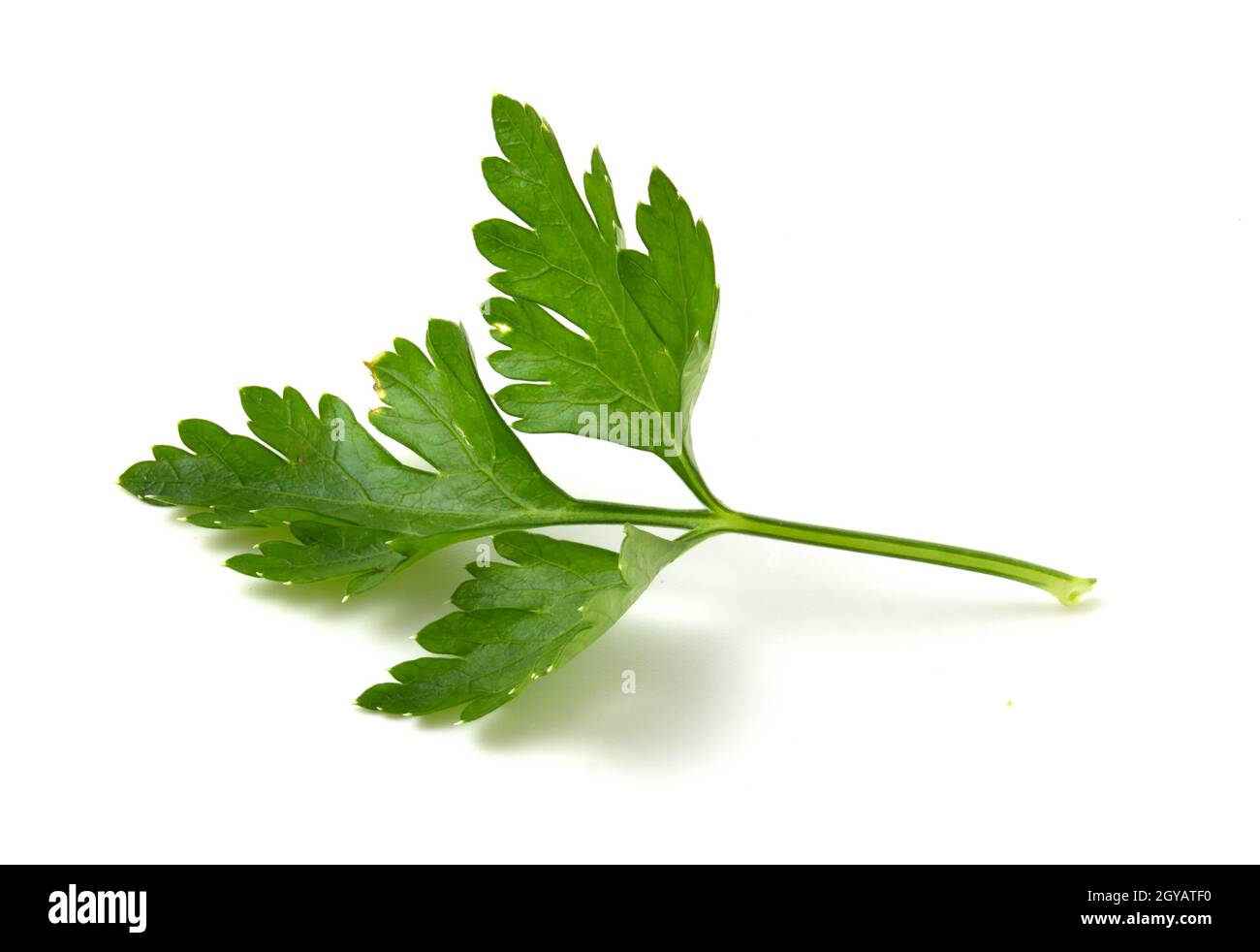 Ramo di prezzemolo immagini e fotografie stock ad alta risoluzione - Alamy