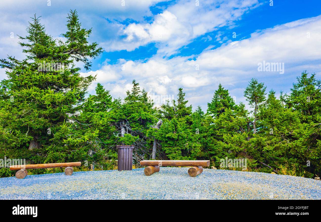 Foresta con panche di abeti e panorama paesaggistico sulla vetta del ...