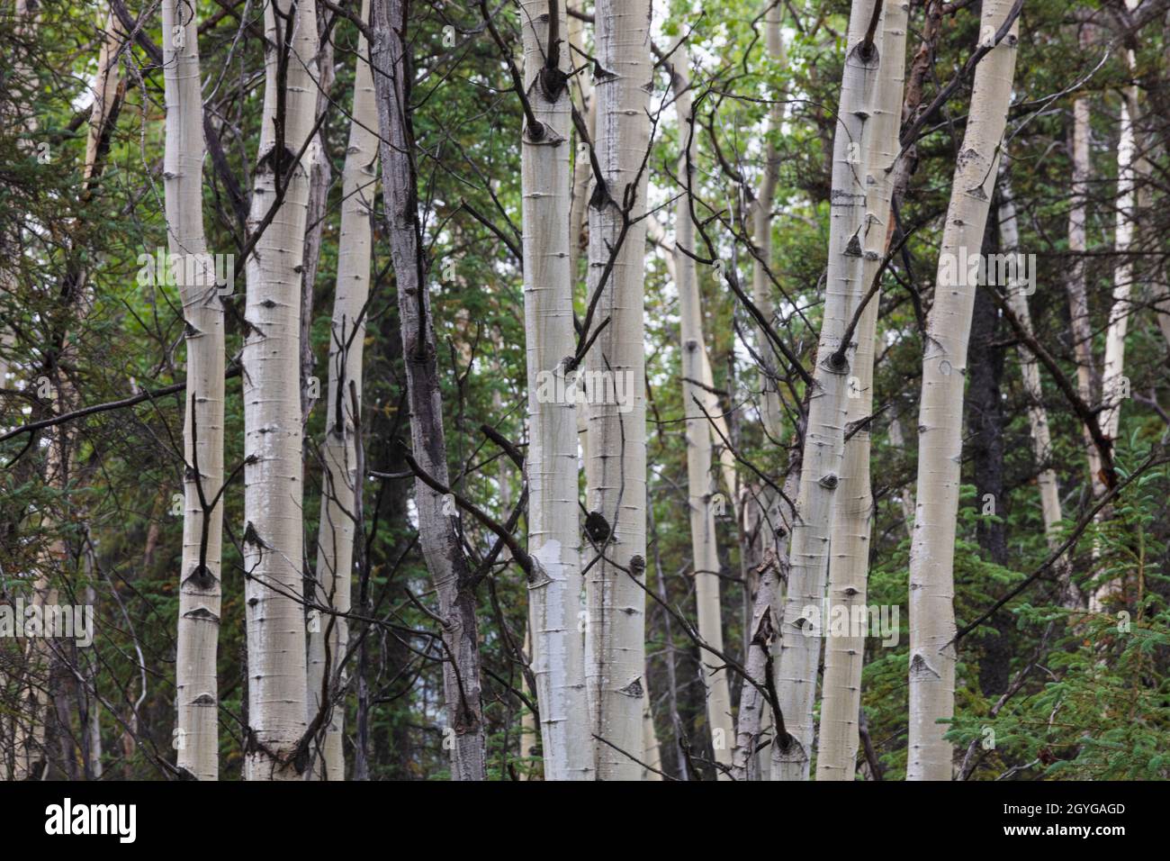 Campeggio del torrente della betulla immagini e fotografie stock ad ...