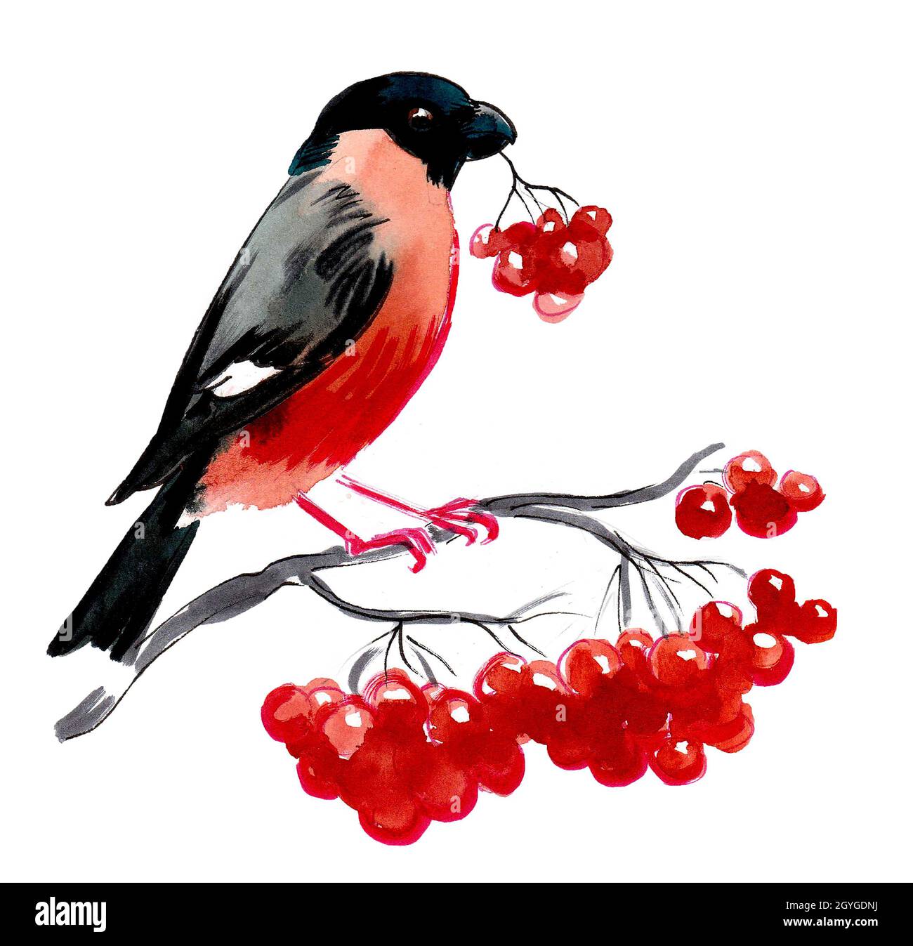 Robin bird drawing drawing immagini e fotografie stock ad alta ...