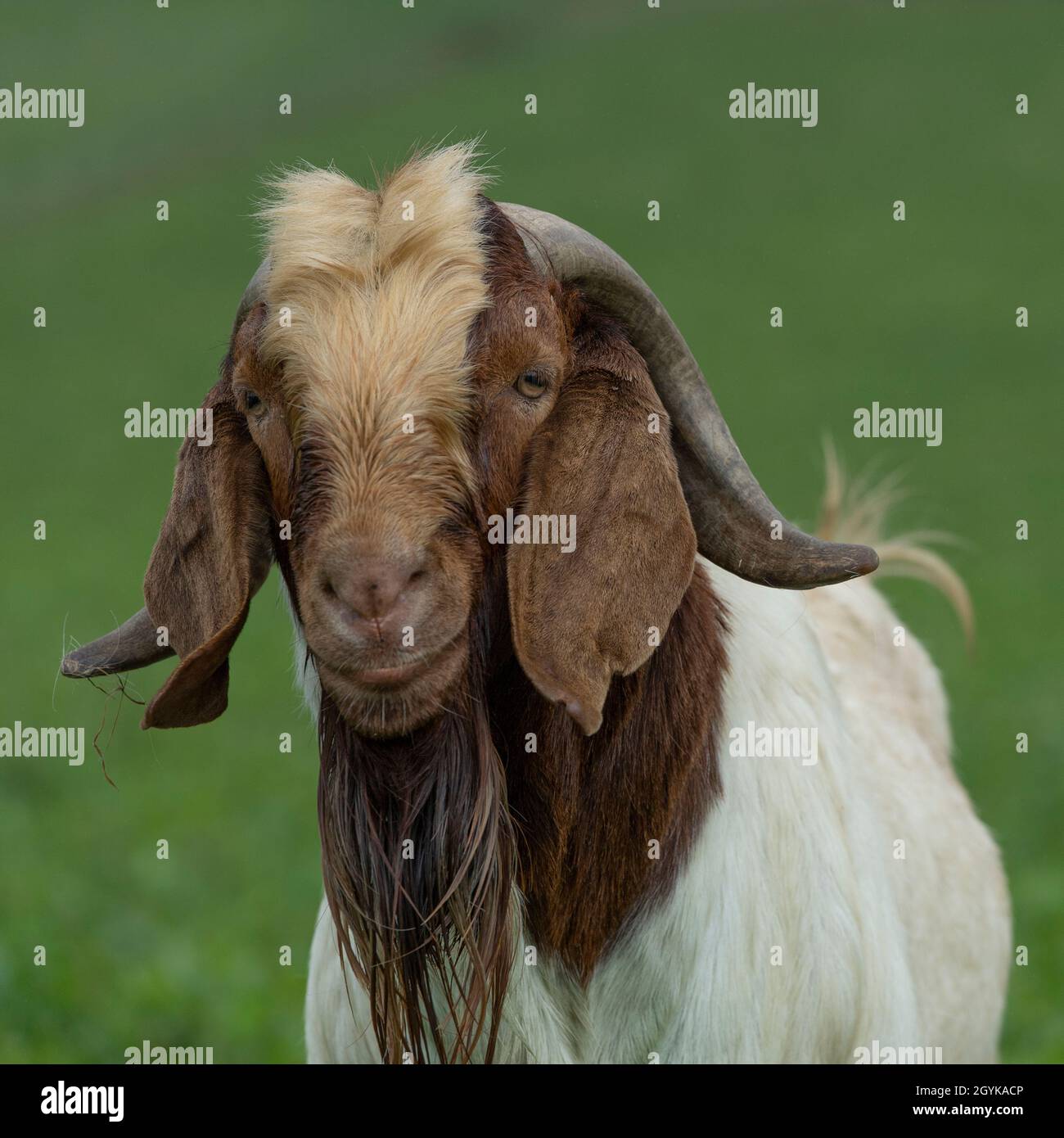 Capra di carne immagini e fotografie stock ad alta risoluzione - Alamy