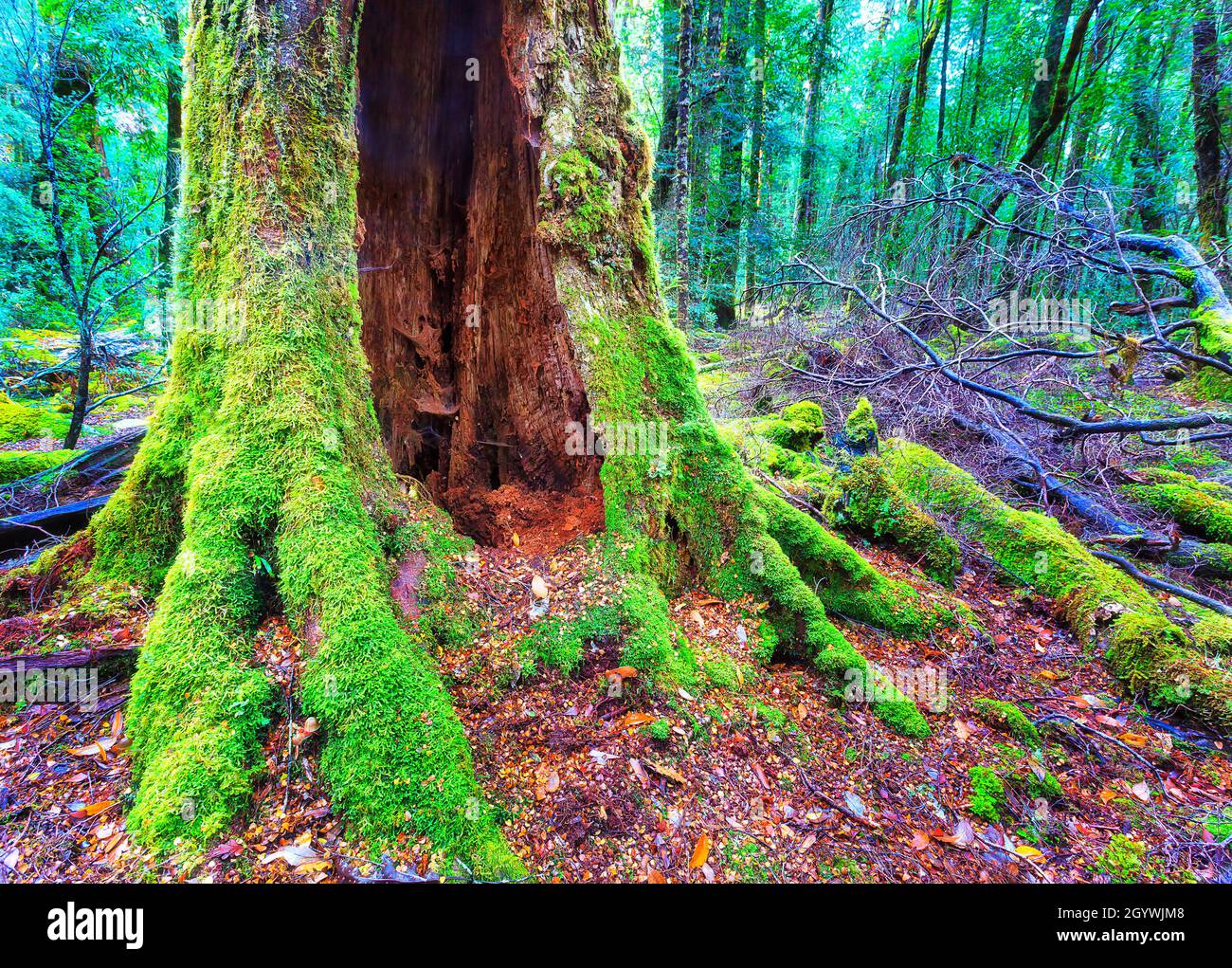 Albero di foresta pluviale gigante immagini e fotografie stock ad alta ...