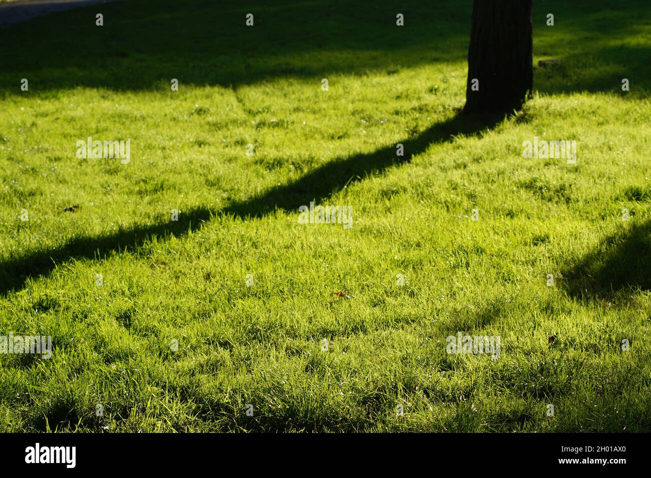 Wiese rasen immagini e fotografie stock ad alta risoluzione - Alamy
