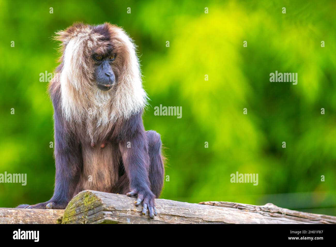 Macaco dalla coda di leone in albero immagini e fotografie stock ad ...