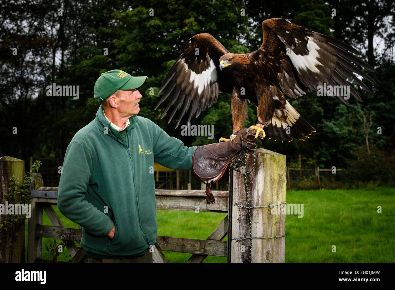Foto: Saphire The Golden Eagle e Ray Lowden del Kielder Bird of Prey il ...