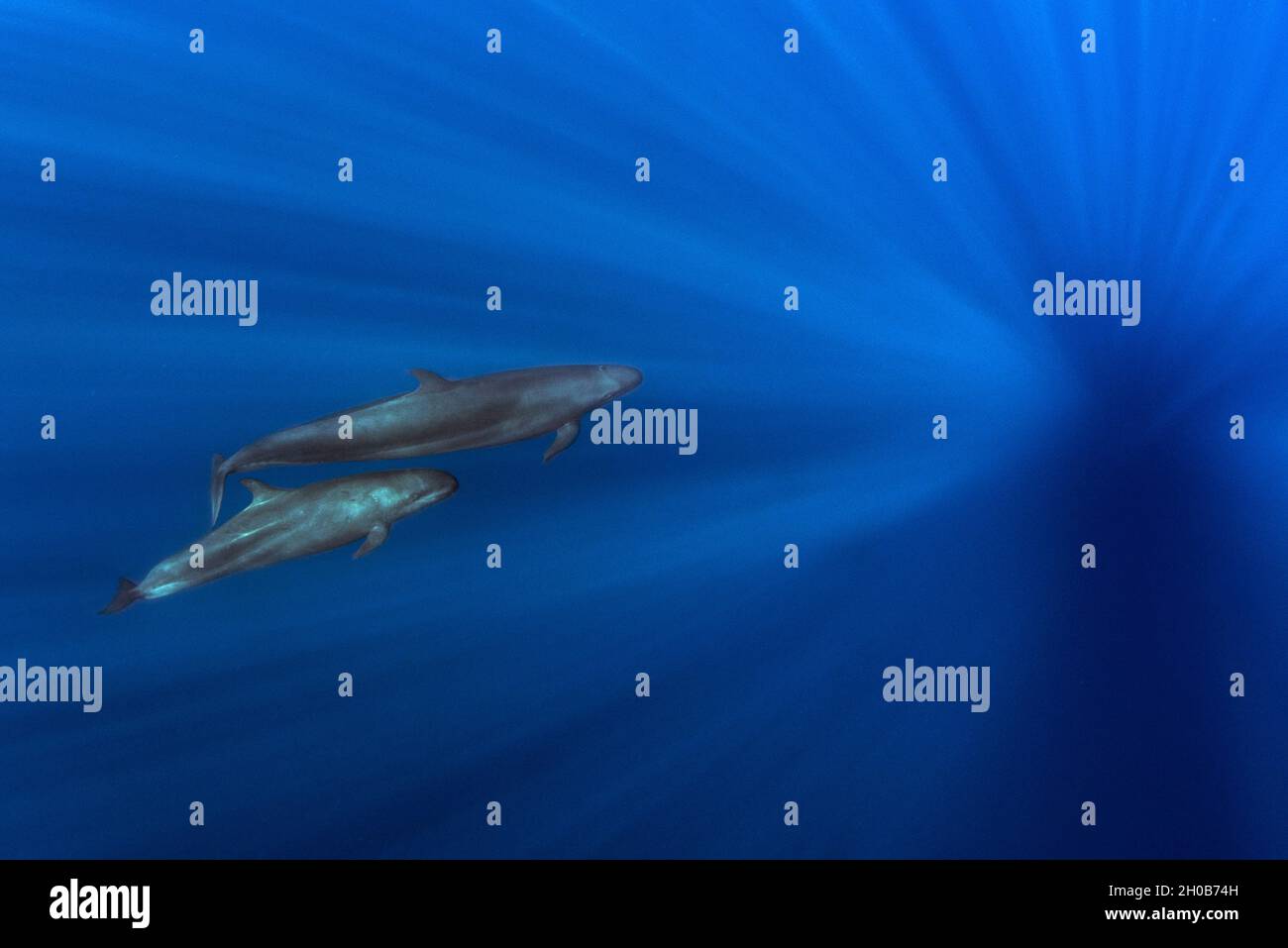 Pseudorca crassidens di falsa orca assassina adulta immagini e ...