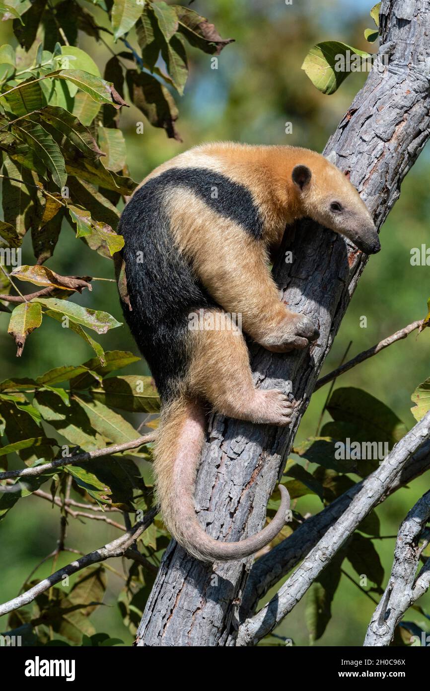 Tamandua meridionale tamandua tetradactyla immagini e fotografie stock ...