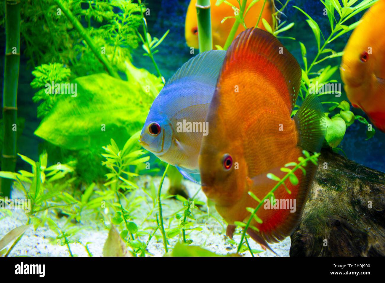 Acquario di pesci discus immagini e fotografie stock ad alta ...
