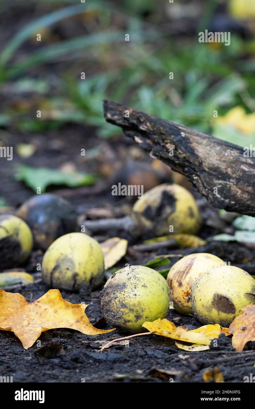 Juglans nigra immagini e fotografie stock ad alta risoluzione - Alamy