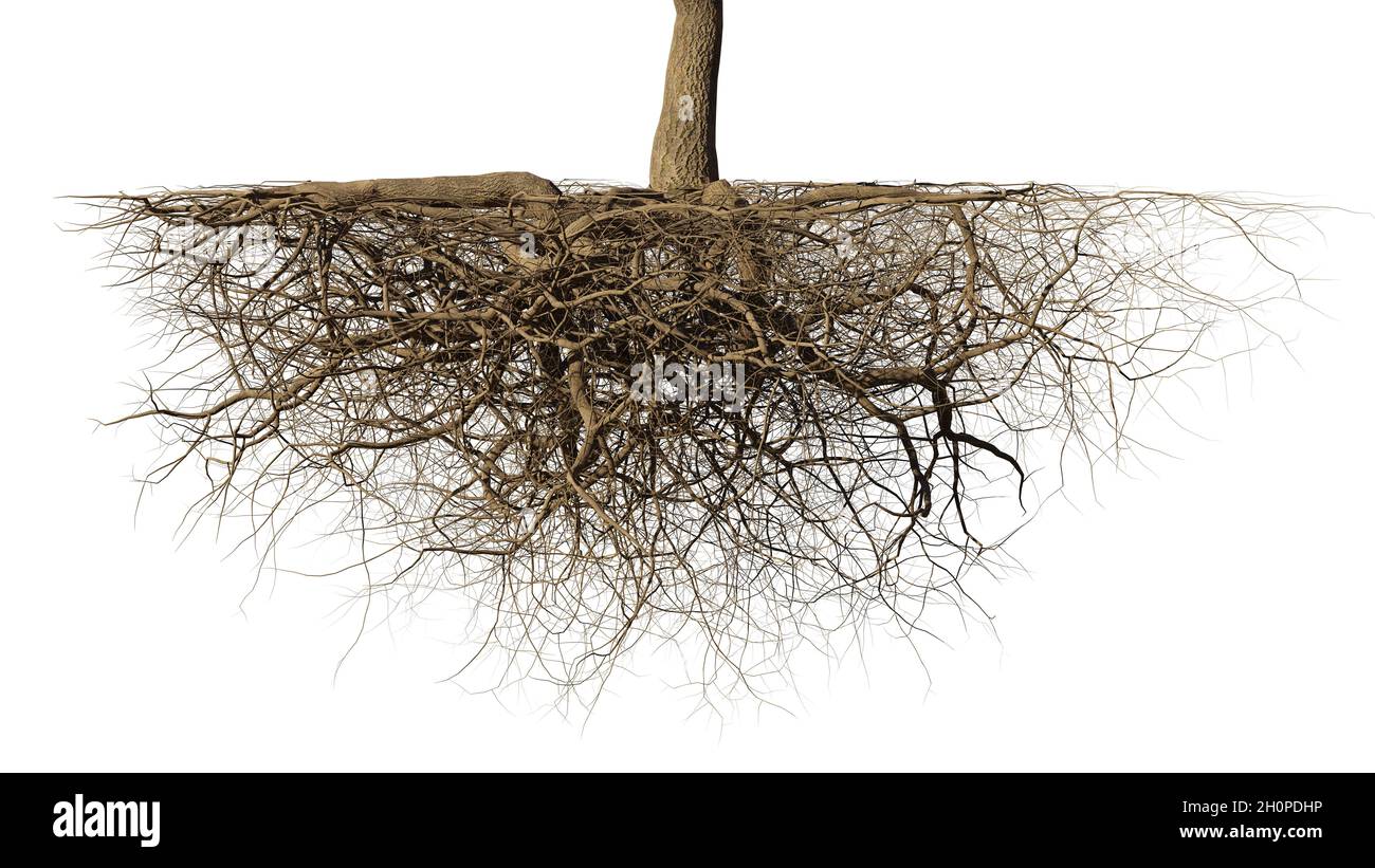 Radici degli alberi sottoterra immagini e fotografie stock ad alta ...