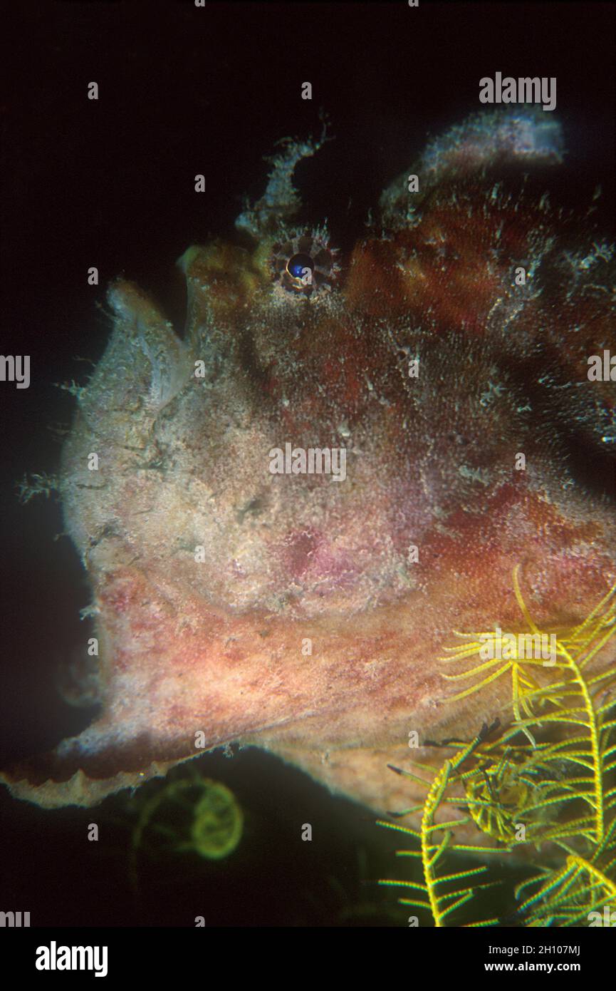 Pesce rana dito bianco immagini e fotografie stock ad alta risoluzione ...