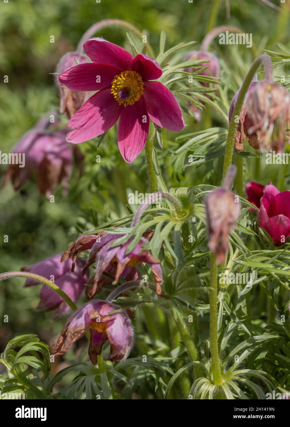 Pulsatilla vulgaris var rubra immagini e fotografie stock ad alta ...