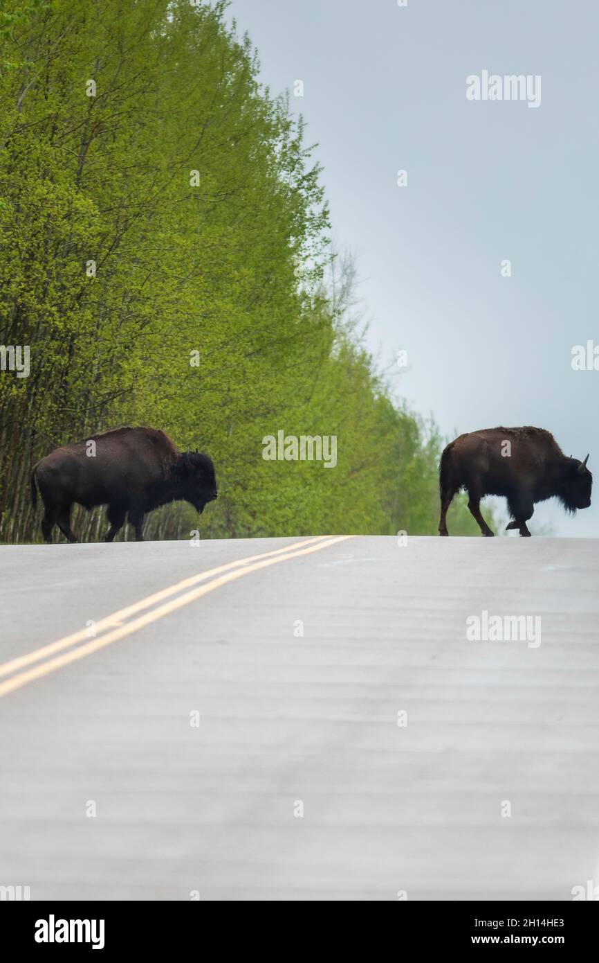 Bisonte in autostrada immagini e fotografie stock ad alta risoluzione ...
