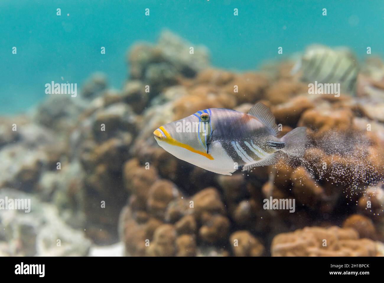 Pesce picasso immagini e fotografie stock ad alta risoluzione - Alamy