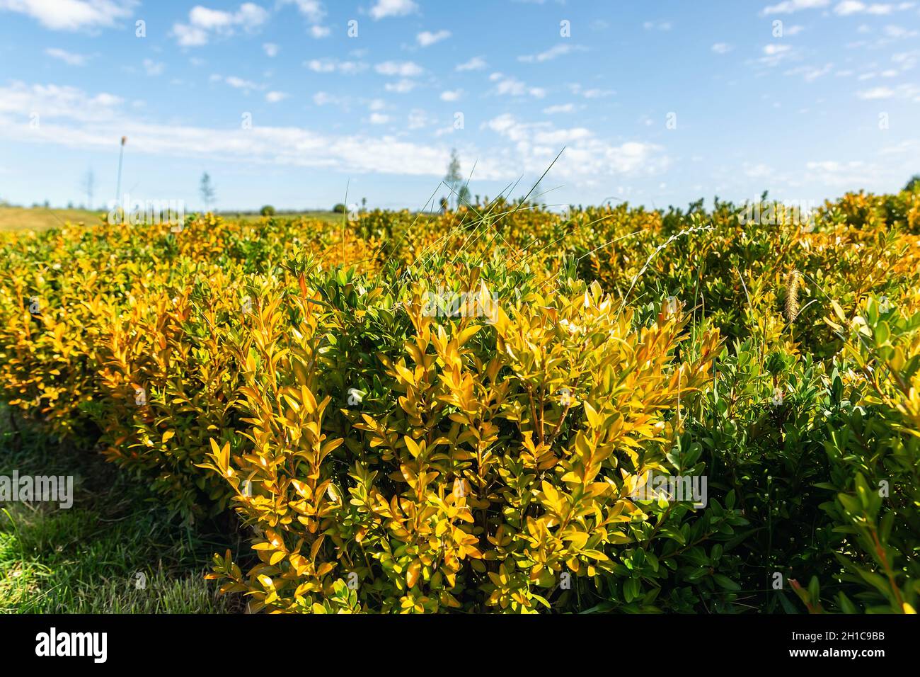 Berberis aurea immagini e fotografie stock ad alta risoluzione - Alamy