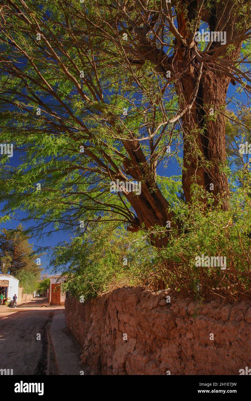 Imagenes de arboles del desierto de chile immagini e fotografie stock ...