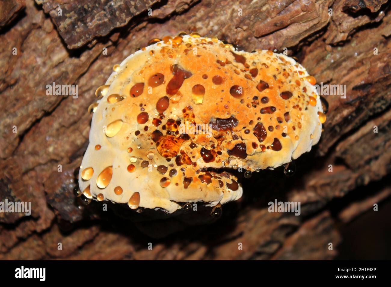 Inonotus radiatus immagini e fotografie stock ad alta risoluzione - Alamy