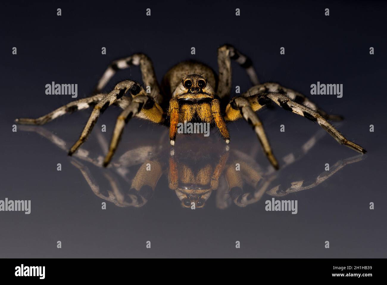 Wolf spider lycosa lycosidae immagini e fotografie stock ad alta ...