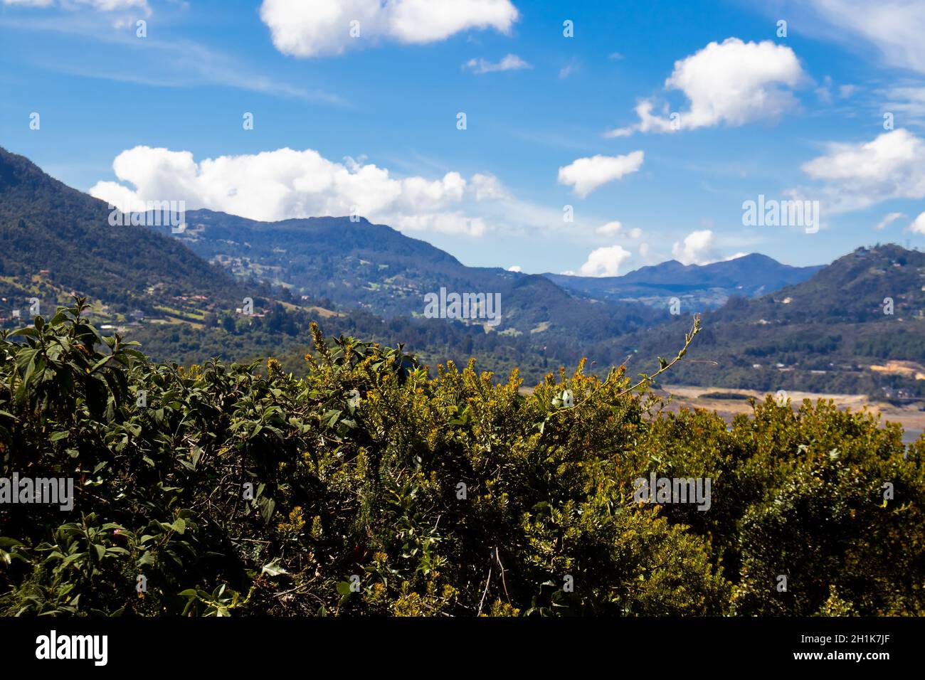 Flora colombiana immagini e fotografie stock ad alta risoluzione - Alamy