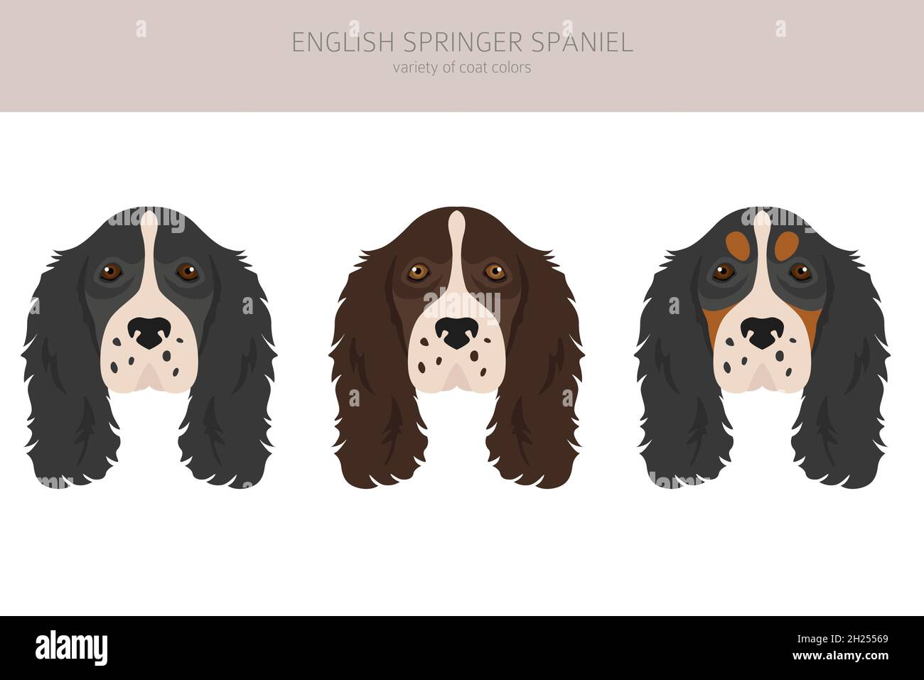 English springer spaniel Immagini Vettoriali Stock - Alamy