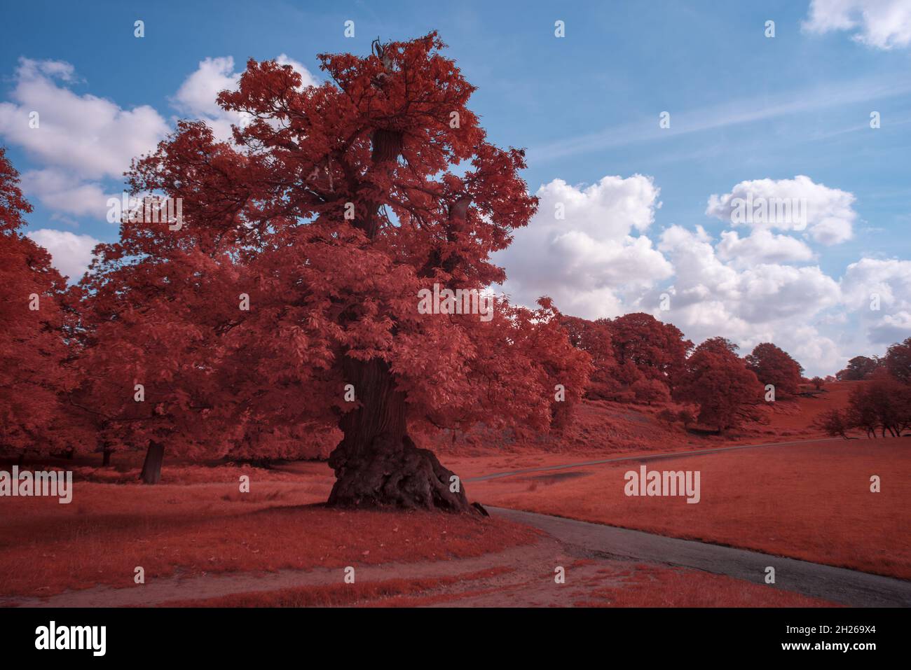 Fagus sylvatica Castanea sativa Quercus robur alberi cloroplasto in ...