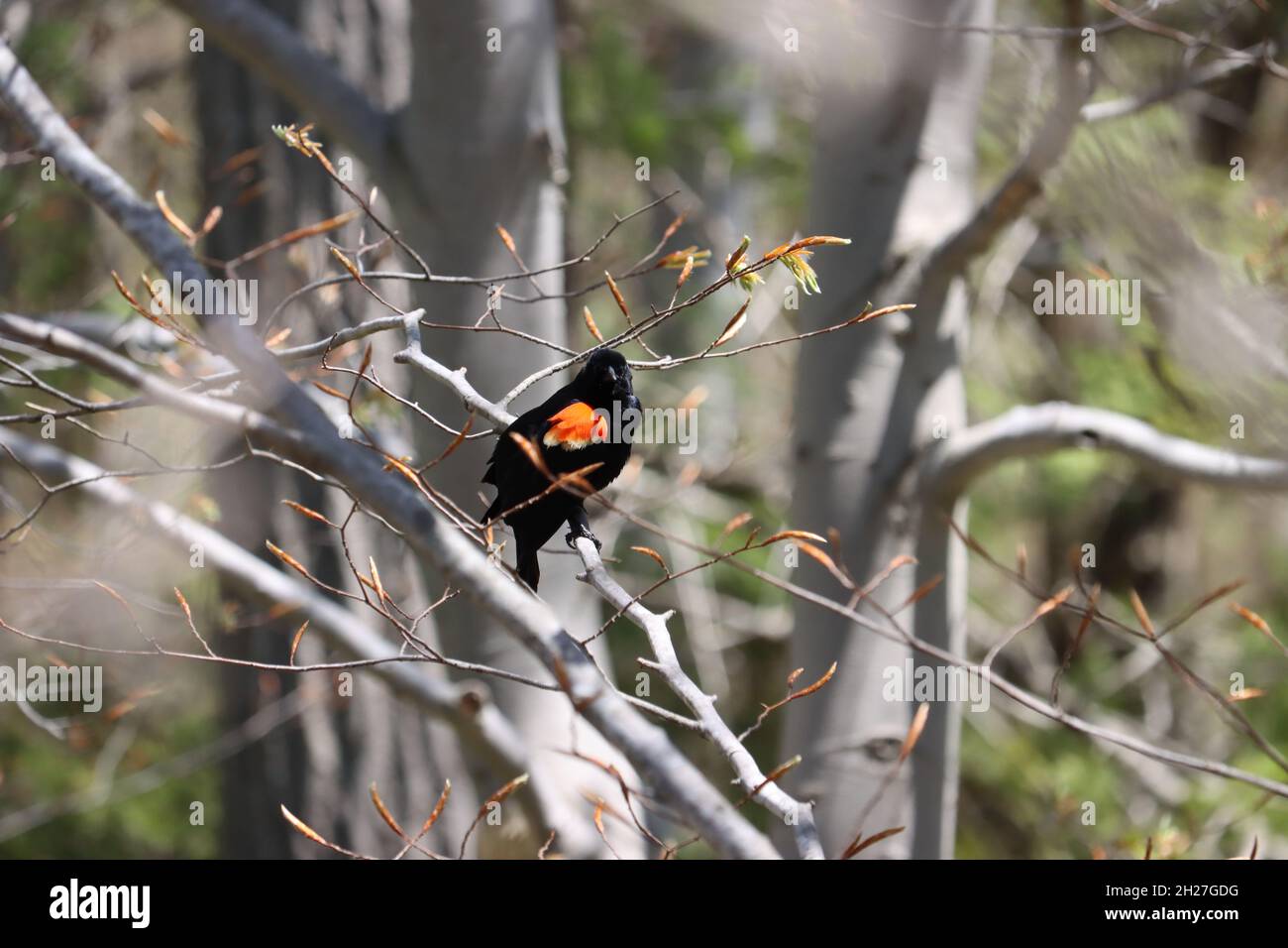 Fauna selvatica durante le escursioni immagini e fotografie stock ad ...
