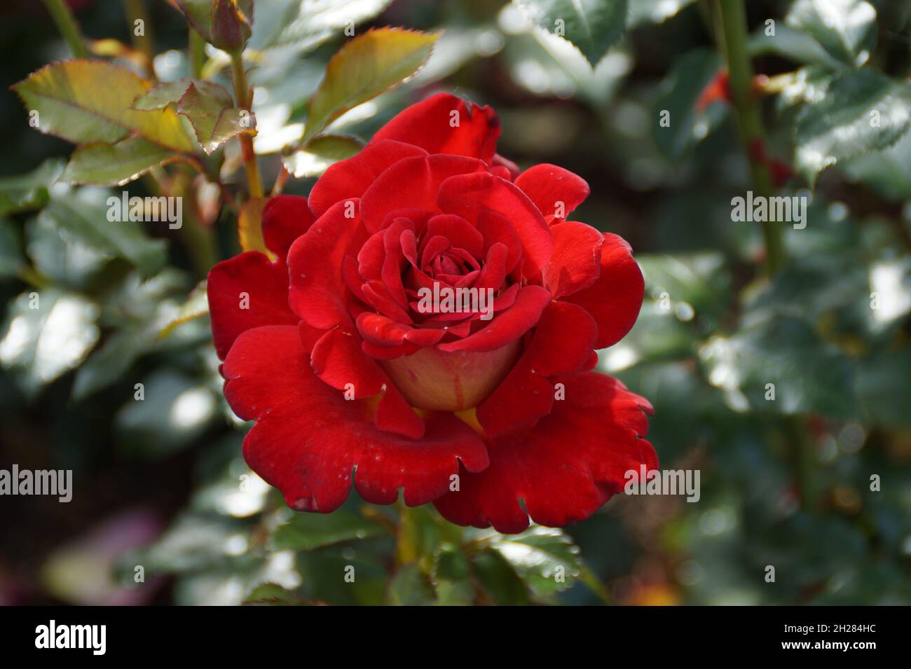 Splendide rose rosse immagini e fotografie stock ad alta risoluzione ...