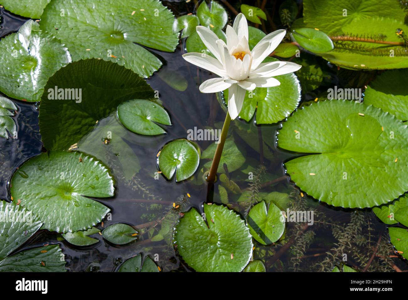 Acquario di ninfee immagini e fotografie stock ad alta risoluzione - Alamy