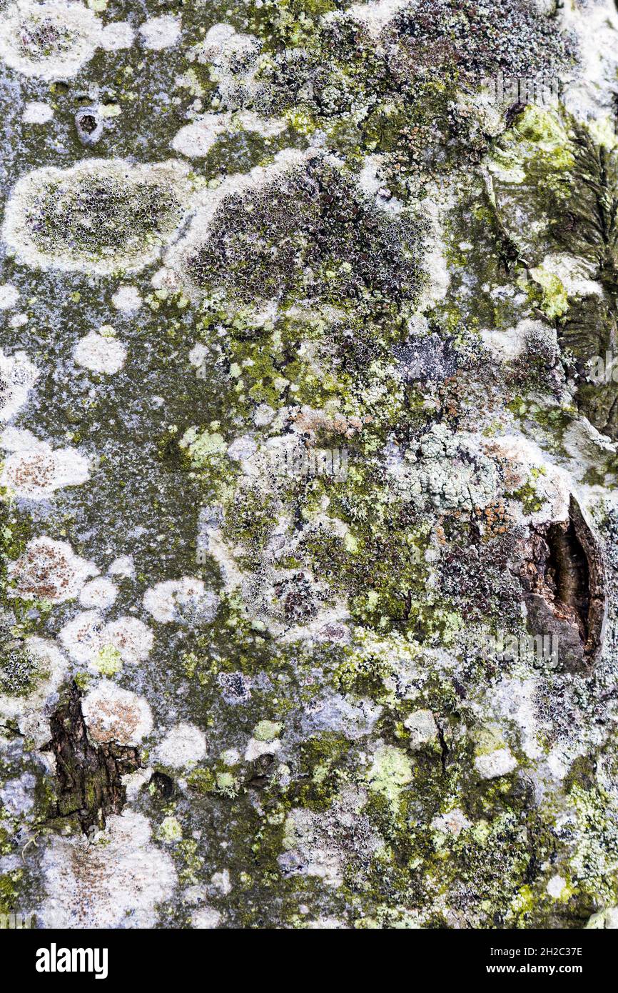 Tronco ricoperto di licheni immagini e fotografie stock ad alta ...