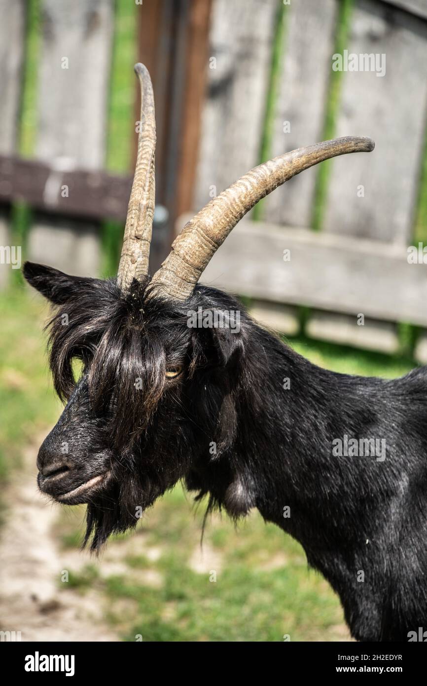 Capra cornuto immagini e fotografie stock ad alta risoluzione - Alamy