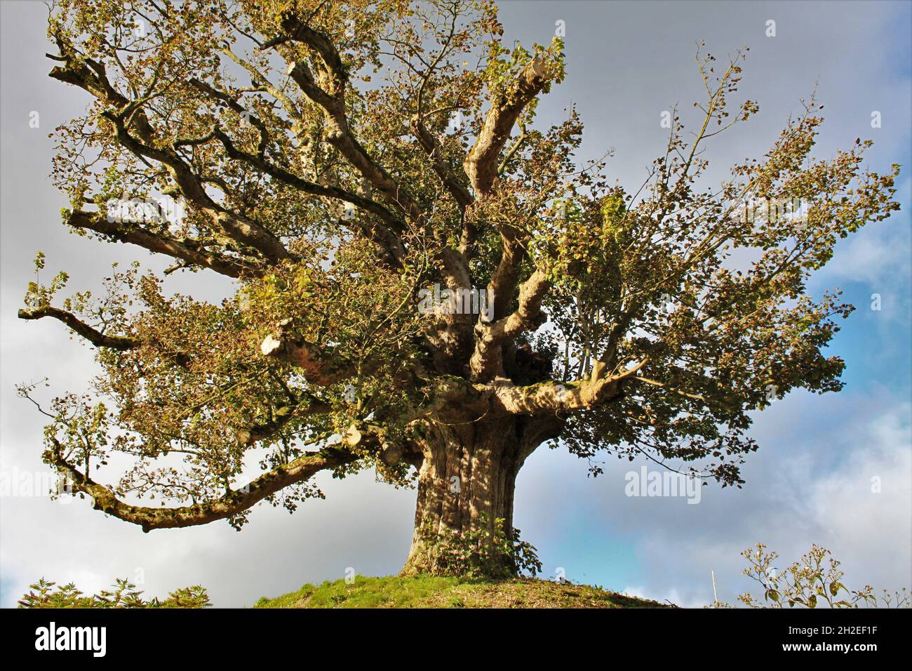 Famous sycamore tree immagini e fotografie stock ad alta risoluzione ...