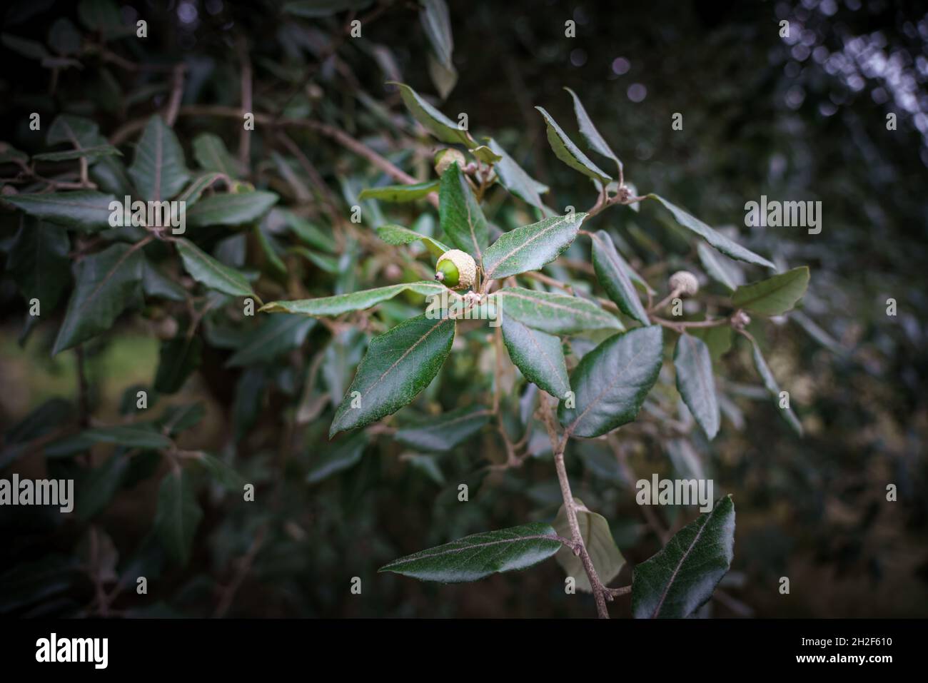Quercus wislizeni immagini e fotografie stock ad alta risoluzione - Alamy